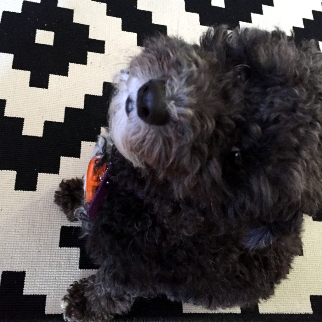 Blankets for Hamilton | Jackie Reeve